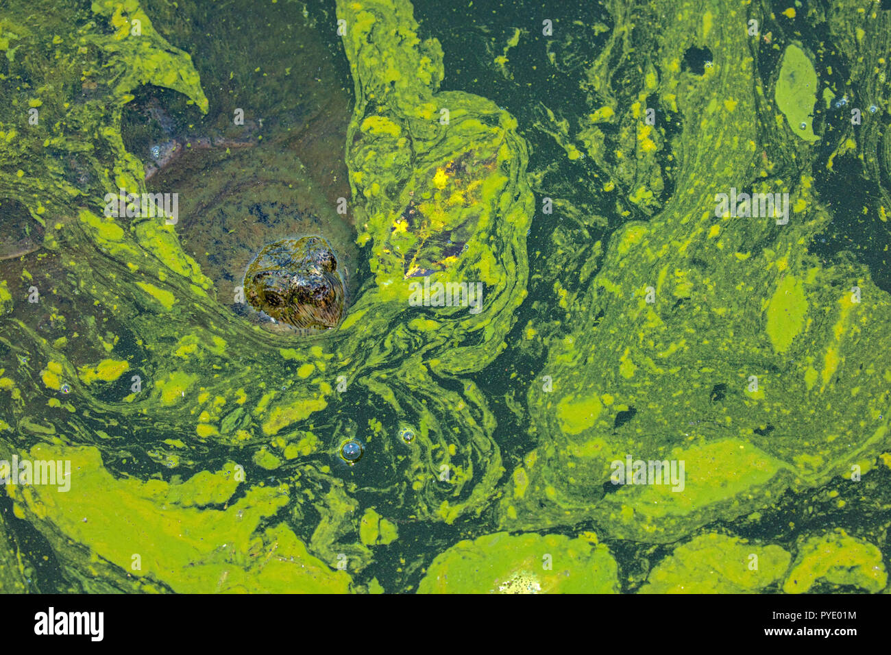 snapping turtle,Chelydra serpentina, and algal bloom,Cyanobacteria ...