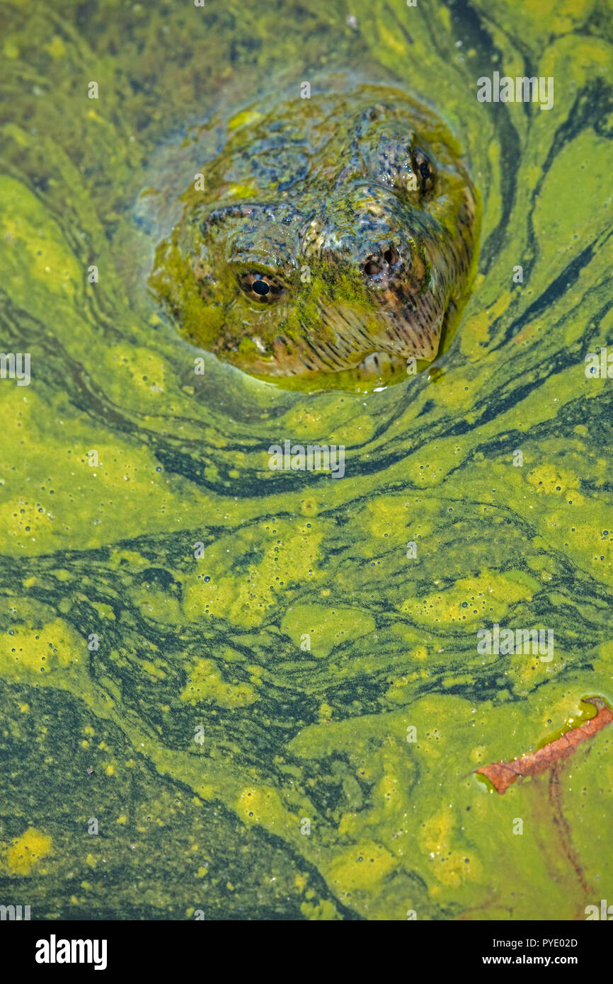 snapping turtle,Chelydra serpentina, and algal bloom,Cyanobacteria ...
