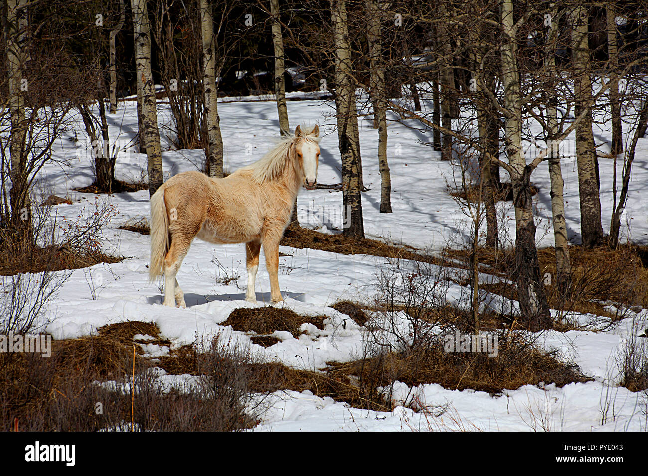 Wild horses in the mountainous region of Alberta, Canada Stock Photo - Alamy