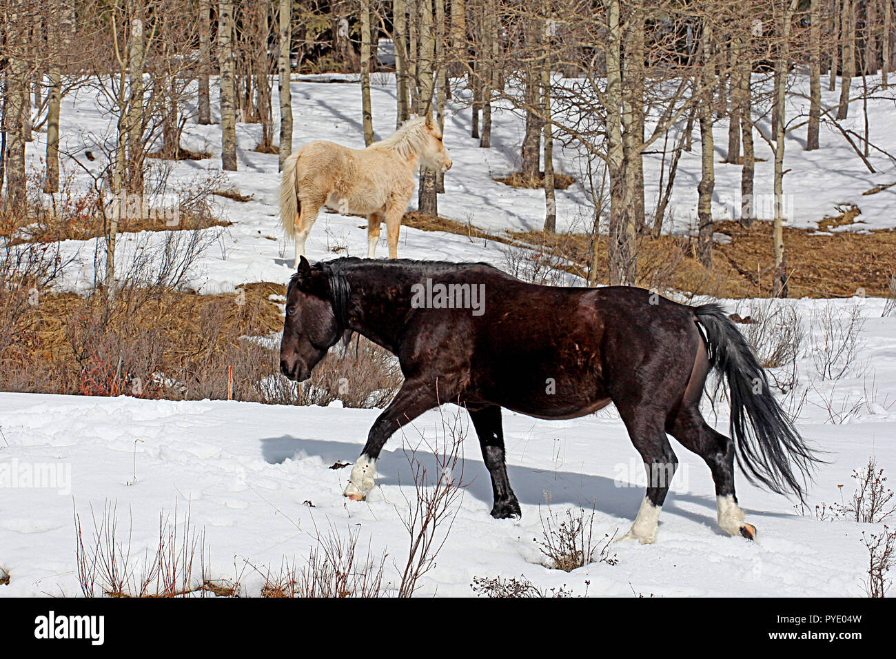 Alberta wild horses hi-res stock photography and images - Alamy