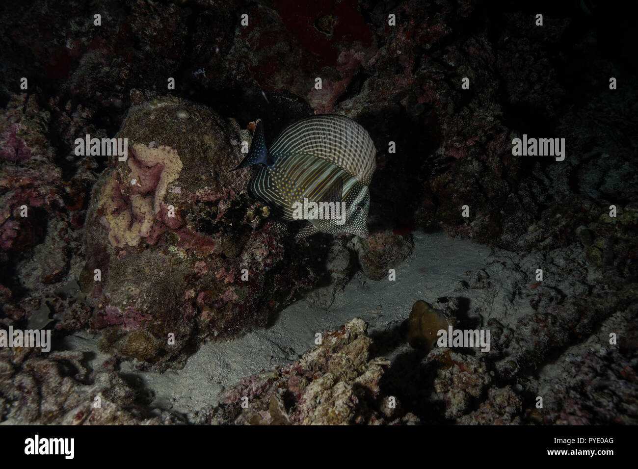 Sailfin fish Maldives Stock Photo - Alamy