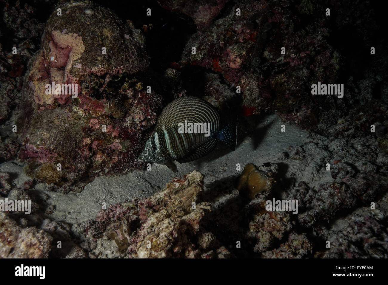 Sailfin fish Maldives Stock Photo - Alamy