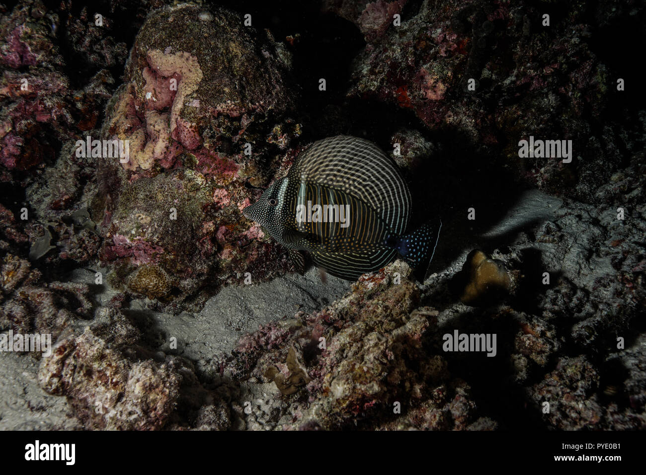 Sailfin fish Maldives Stock Photo - Alamy