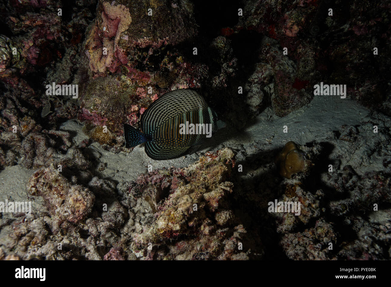 Sailfin fish Maldives Stock Photo - Alamy