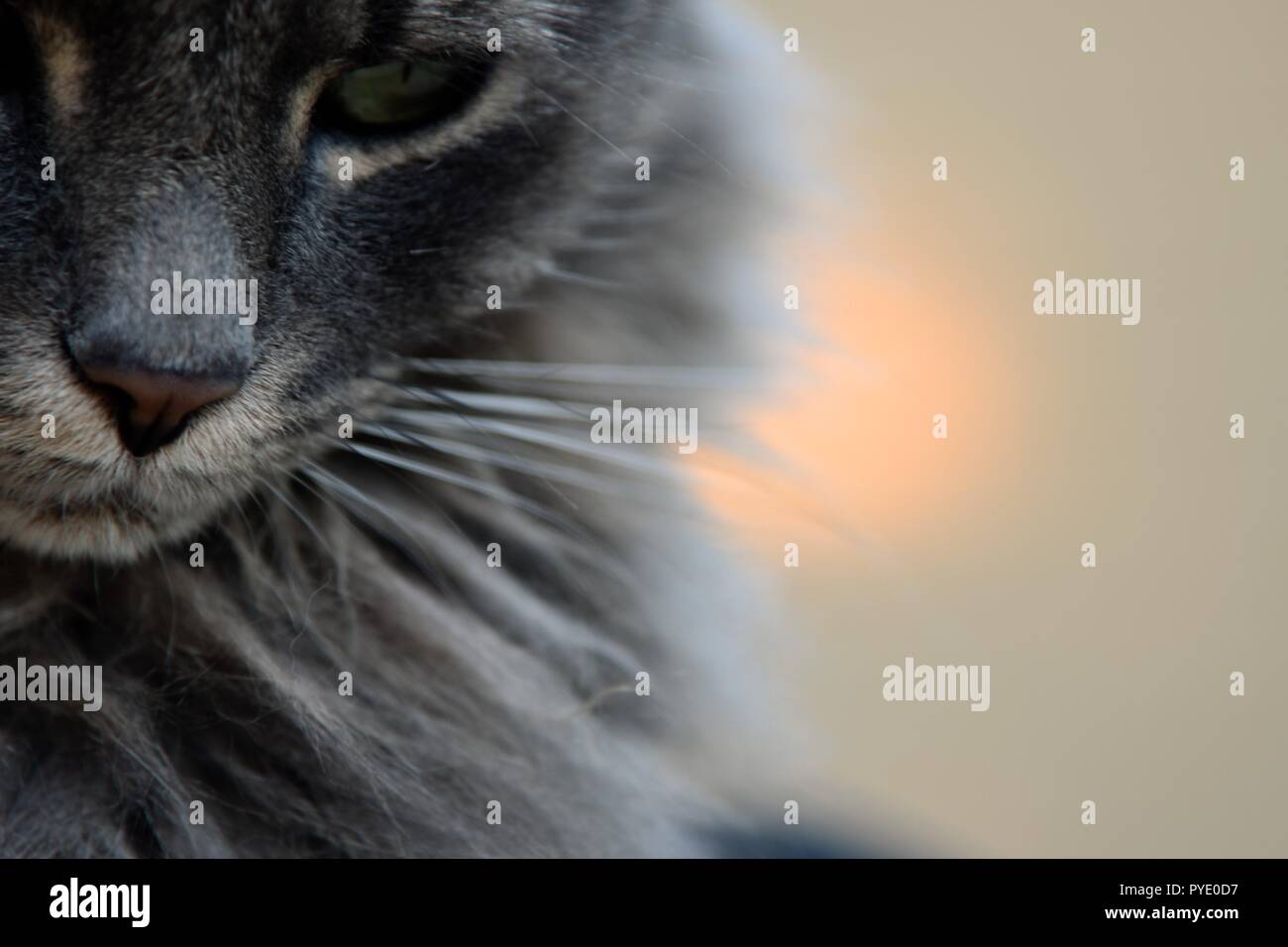 Back lit cat hi-res stock photography and images - Alamy