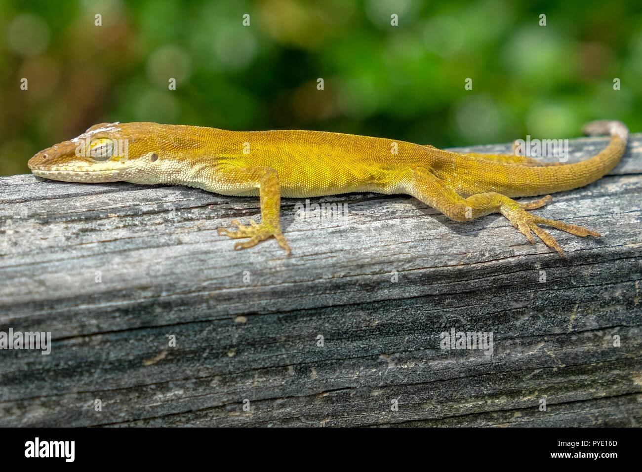 A Carolina anole, also known as an American green anole, sporting fall ...