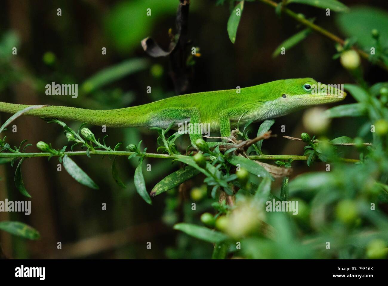 A bright green Carolina anole, also known as an American green anole ...