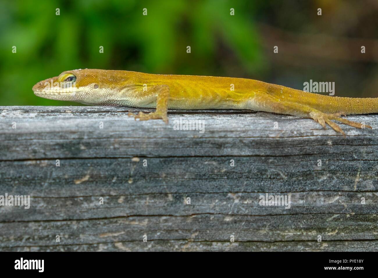 North american chameleon hi-res stock photography and images - Alamy