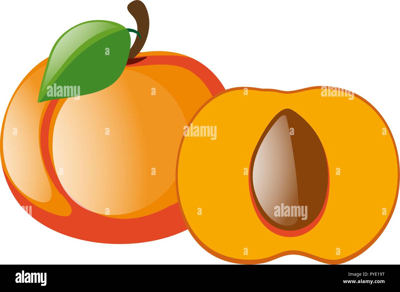 Apricot peach nectarine Stock Vector Images - Alamy