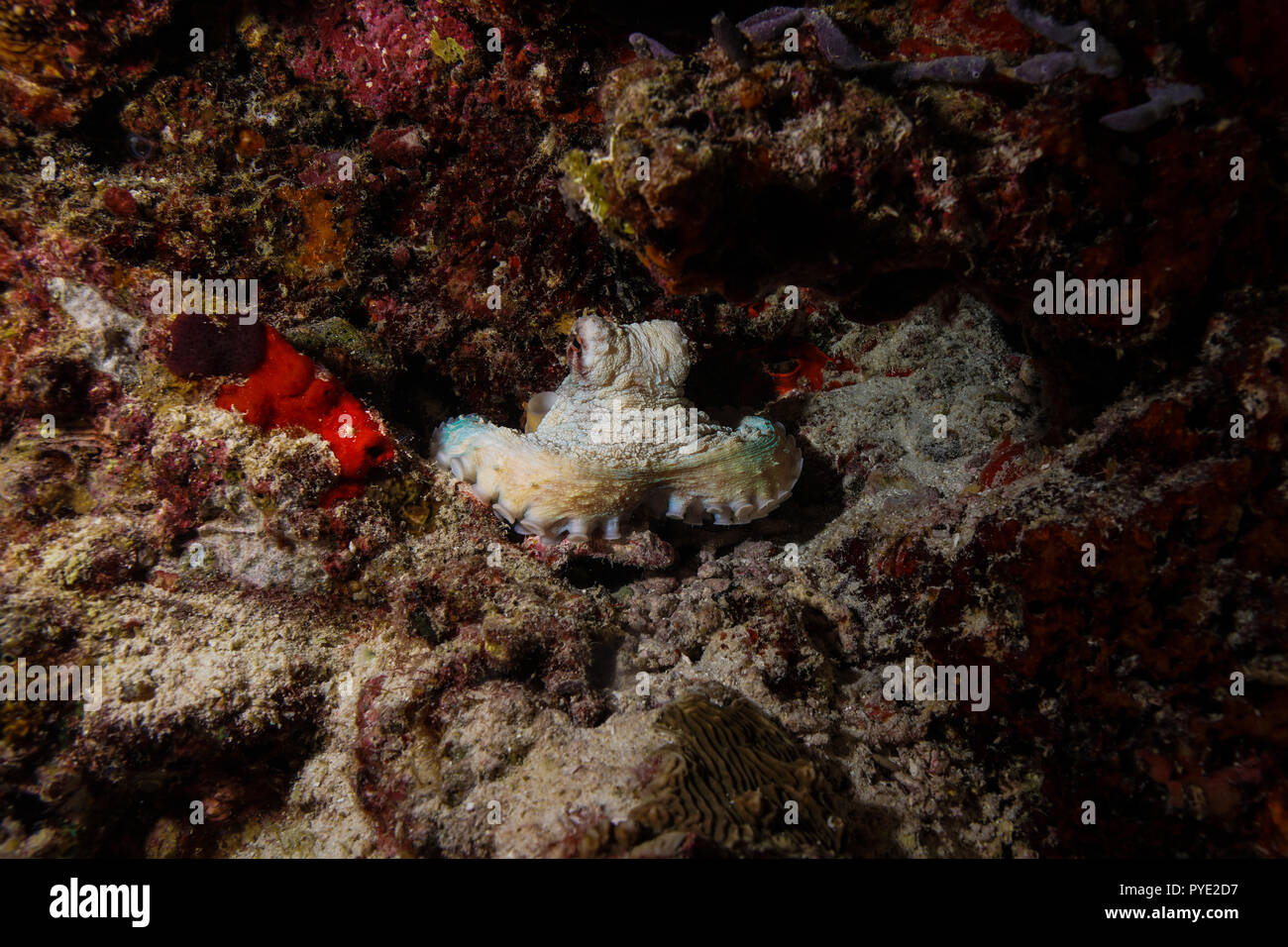 Reef octopus maldives hi-res stock photography and images - Alamy