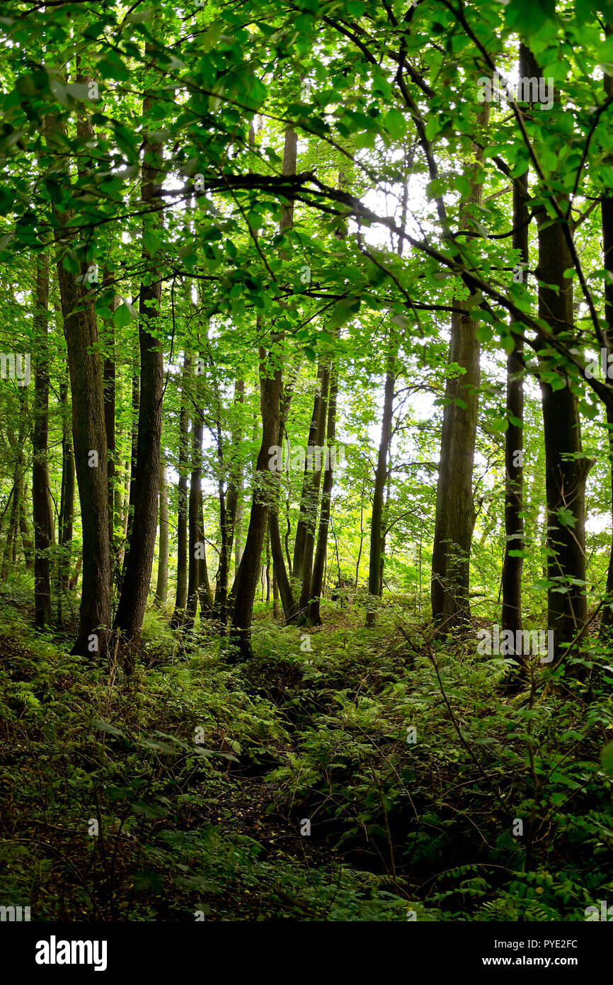 Dark forest interior hi-res stock photography and images - Alamy