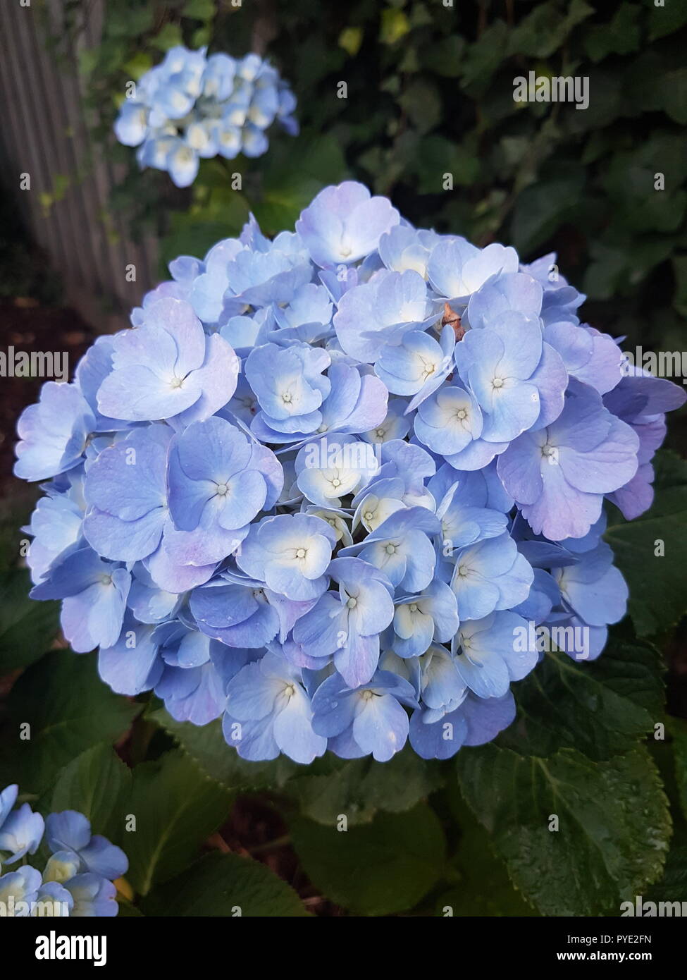 Summer hydrangea hi-res stock photography and images - Alamy