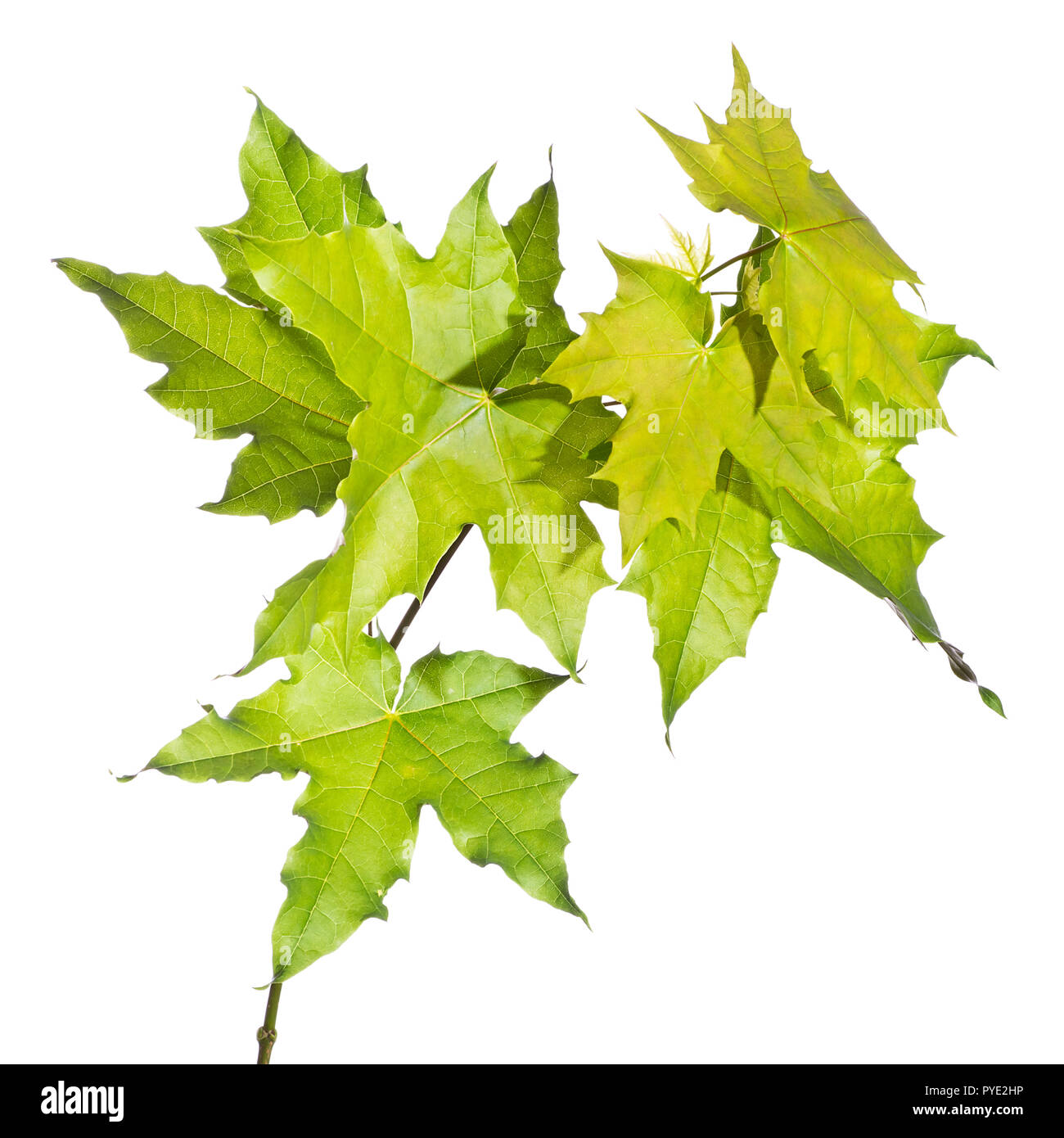 Maple twig with young green leaves on a white background Stock Photo ...