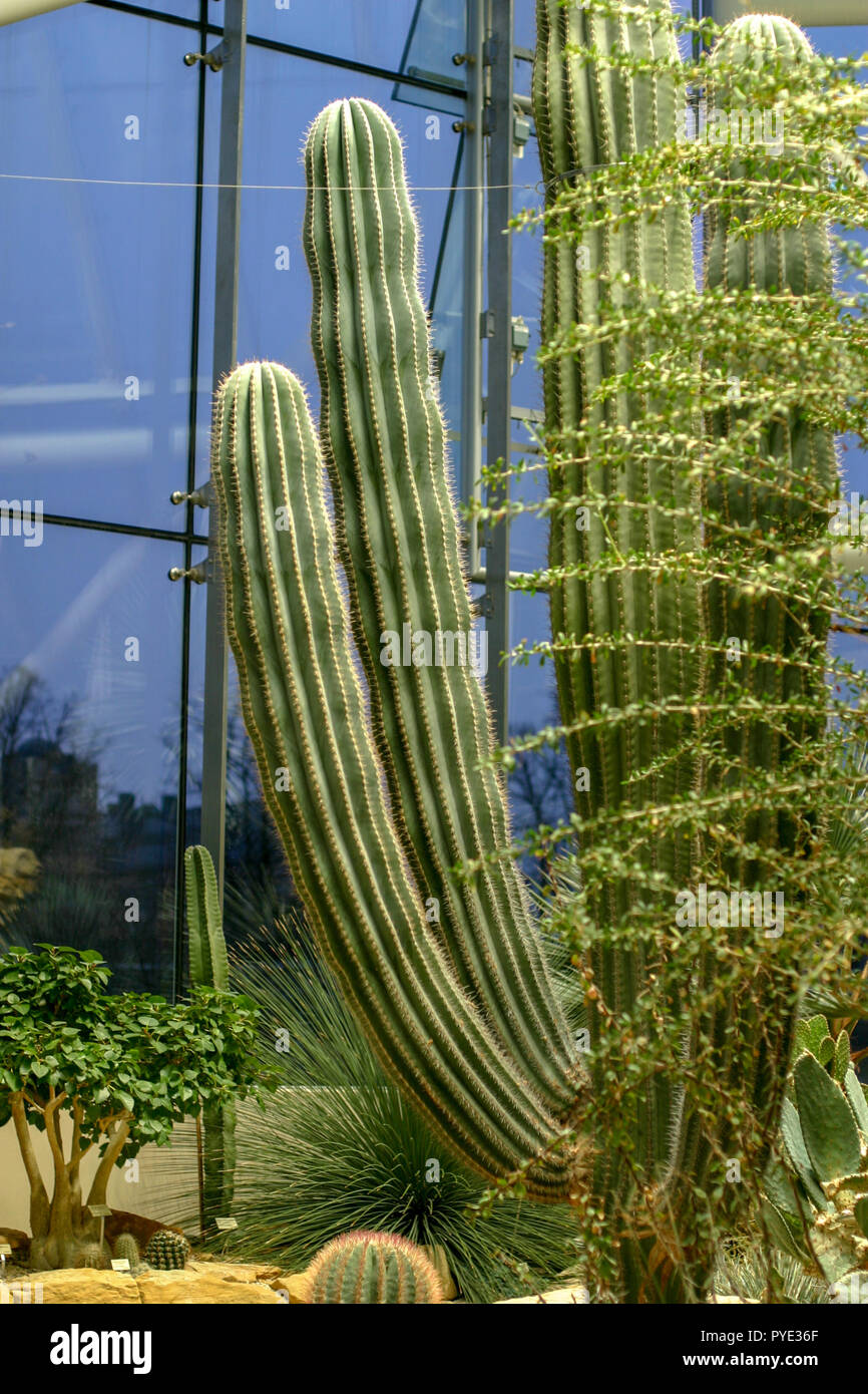 Cardon Pelon High Resolution Stock Photography and Images - Alamy