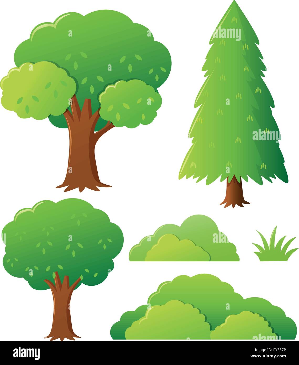 Different types of tree illustration Stock Vector Image & Art - Alamy