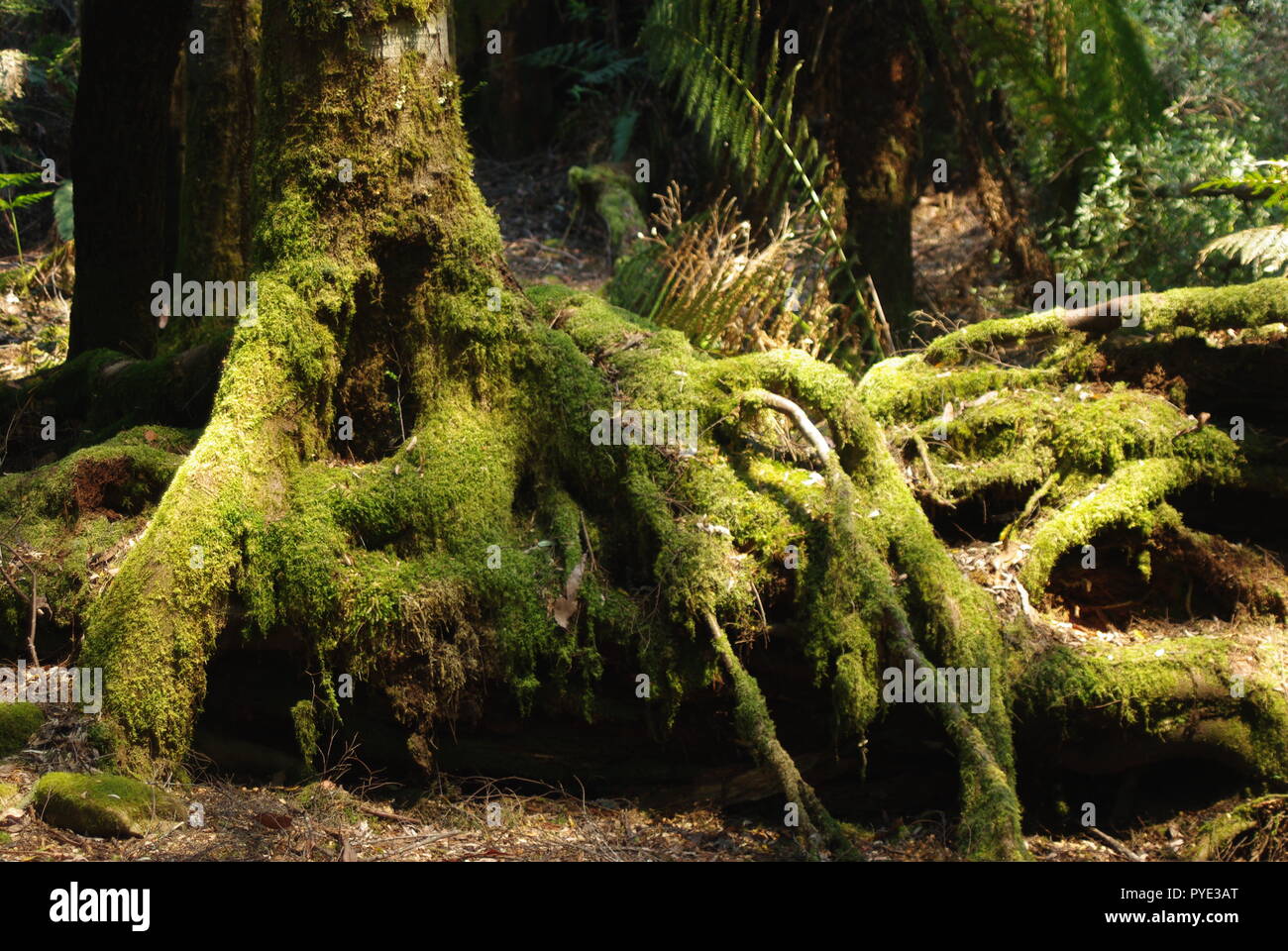 Old mossy tree, Tahune, Tasmania Stock Photo - Alamy