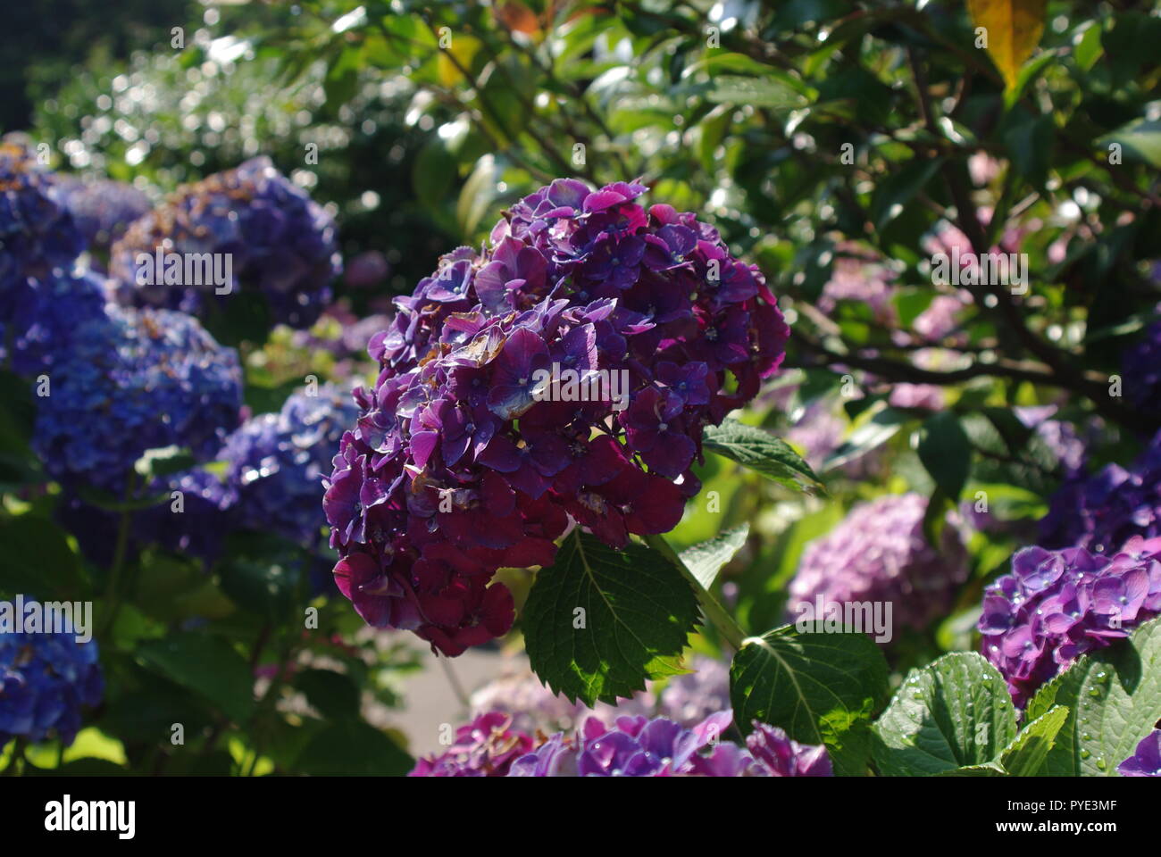Hydrangeas in Summer Stock Photo - Alamy