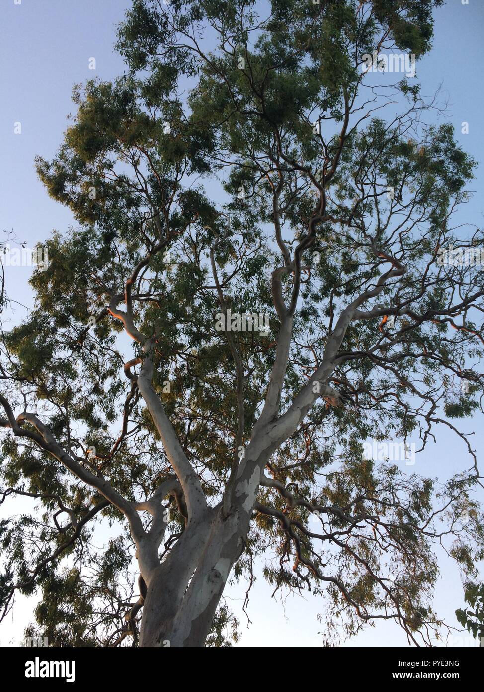 White gum tree landscape australia hi-res stock photography and images ...