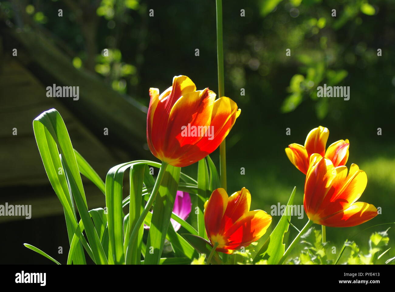 Spring australia hi-res stock photography and images - Alamy