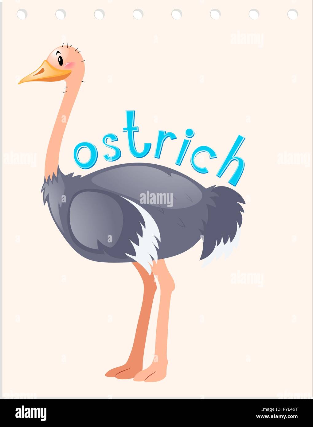 Ostrich illustration hi-res stock photography and images - Alamy