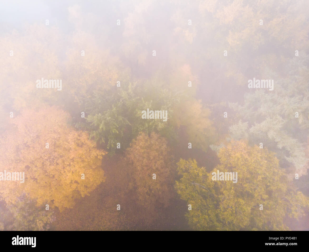 tree tops with yellow and orange foliage under heavy fog. park in ...