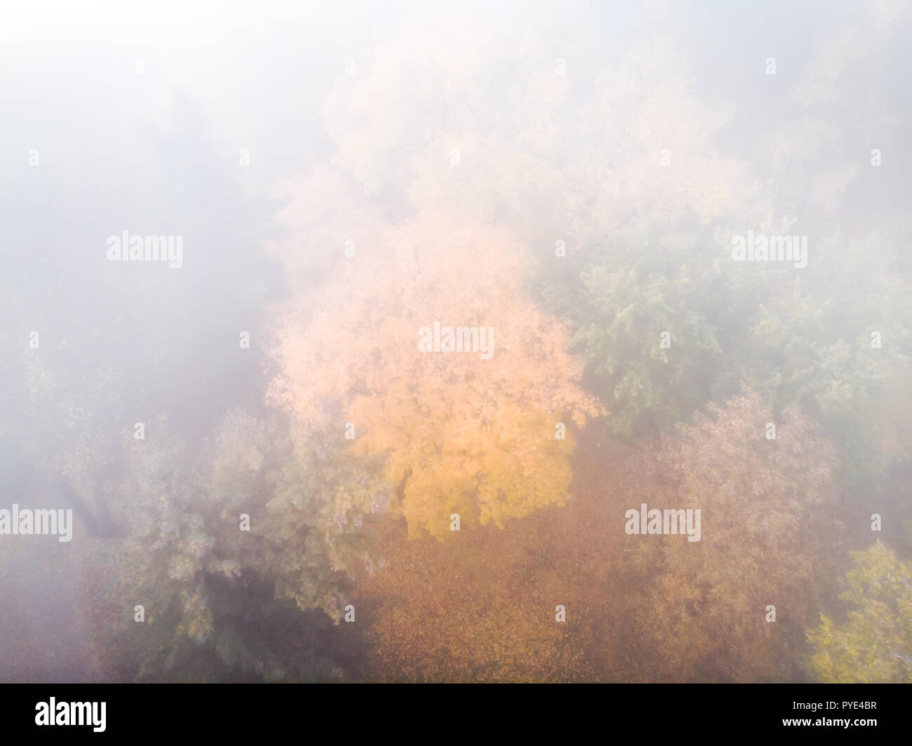 heavy fog above autumnal trees in forest. aerial view of park trees in ...