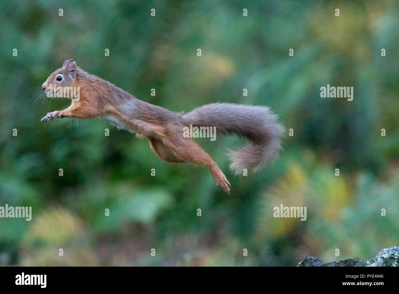 Red Squirrel, Sciurus vulgaris, jumping from tree to tree Dumfries ...