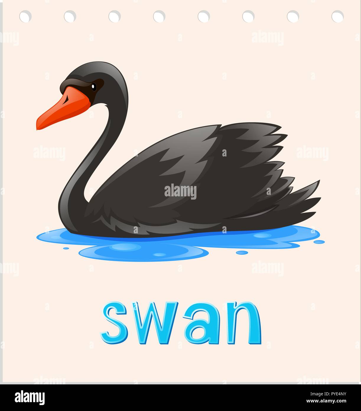 English swan Stock Vector Images - Alamy