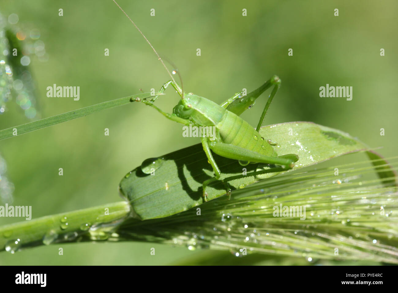 Grasshopper on wheat Stock Photo - Alamy
