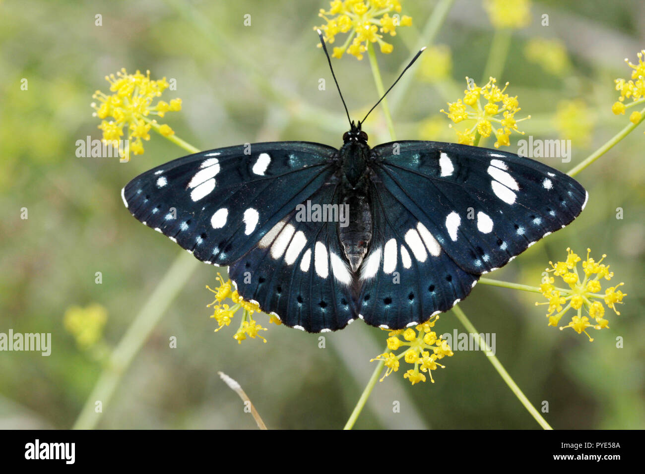 butterfly on yellow flower Stock Photo - Alamy