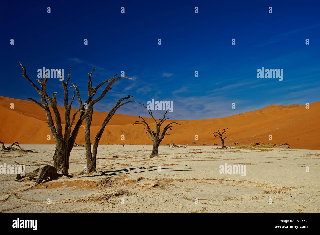 White sand dead trees hi-res stock photography and images - Alamy