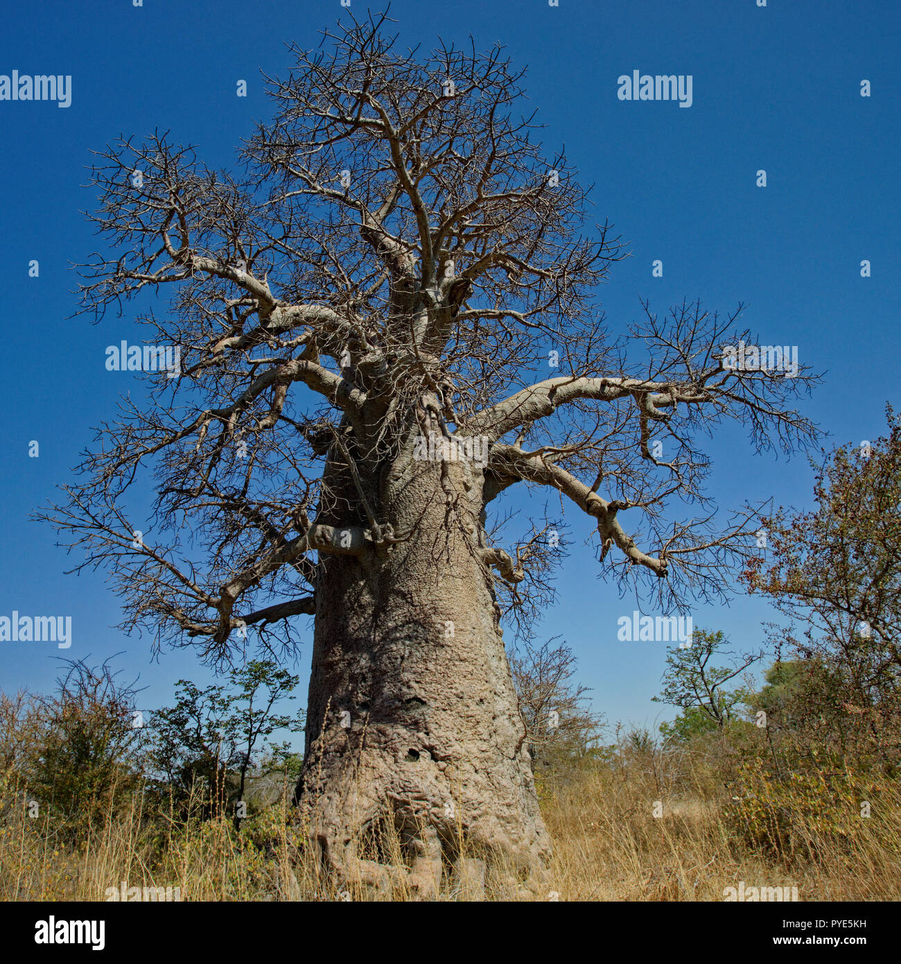 Baobab tree fruit hi-res stock photography and images - Alamy