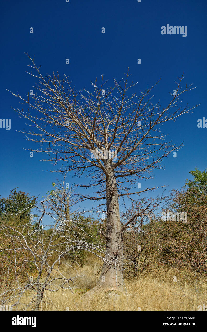 Tree bulbous trunk hi-res stock photography and images - Alamy