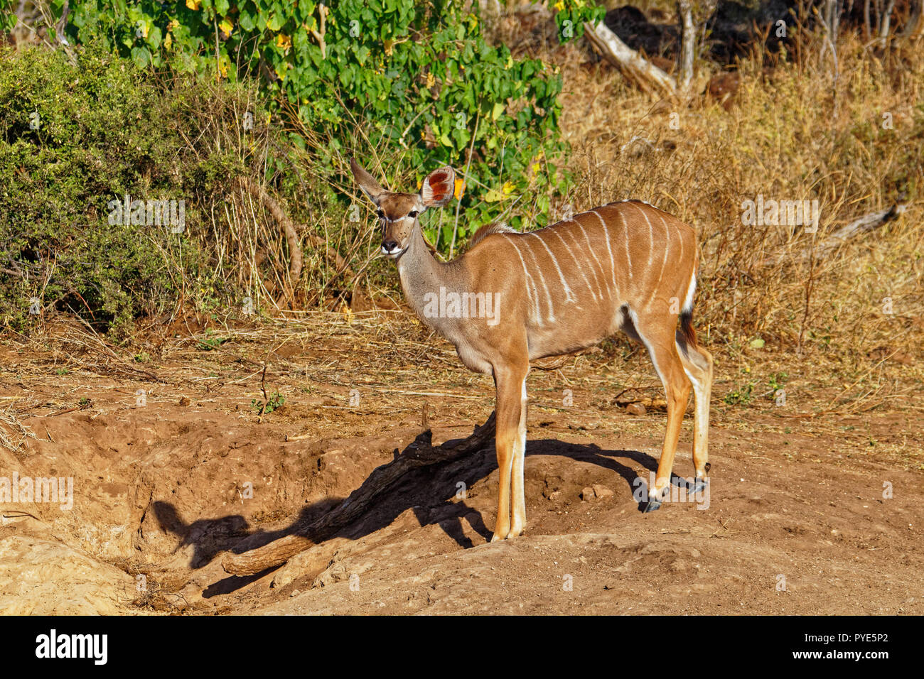 Greater Kudu, a white striped antelope of Botswana, looking at the ...