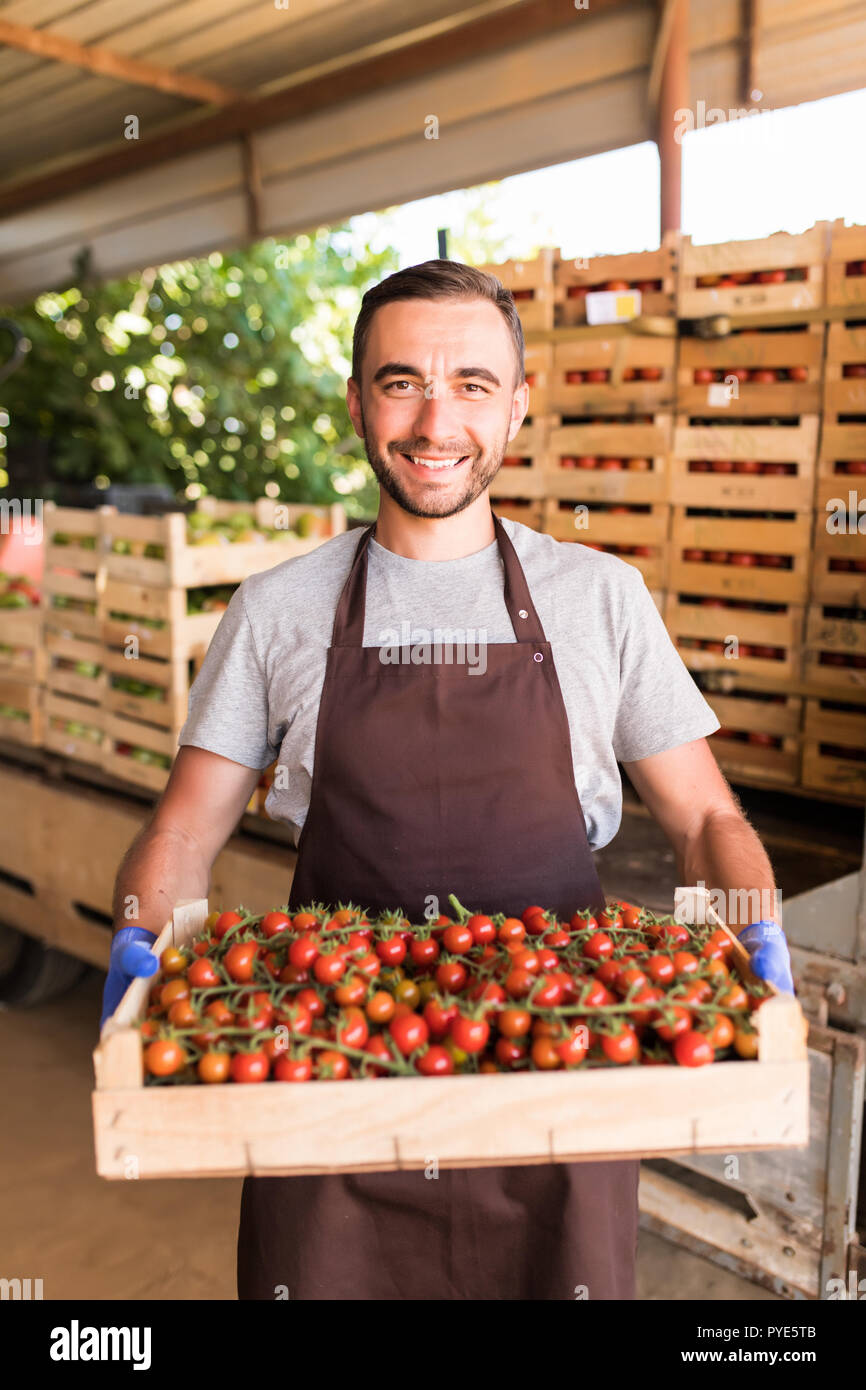 Young man worker harvesting crop of cherry tomatoes at greenhouse Stock ...