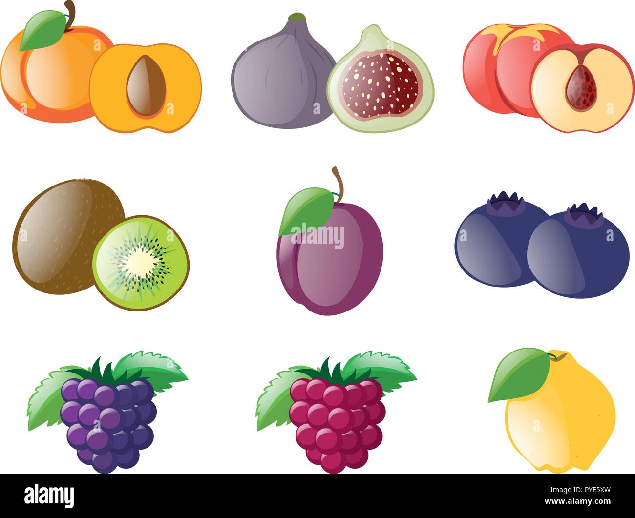 Nectarine fruit fresh fruits Stock Vector Images - Alamy
