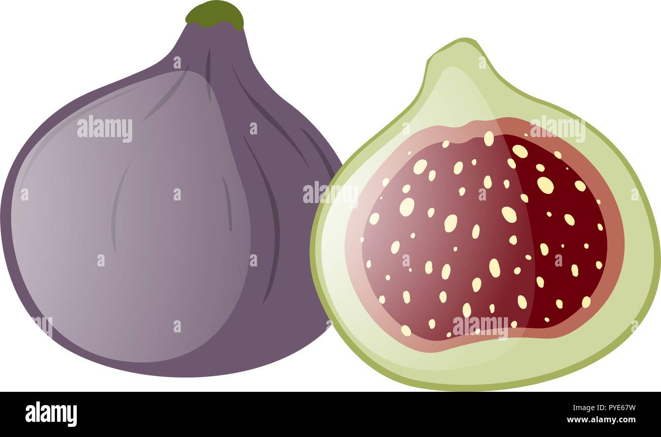 Fresh fig whole and half illustration Stock Vector Image & Art - Alamy
