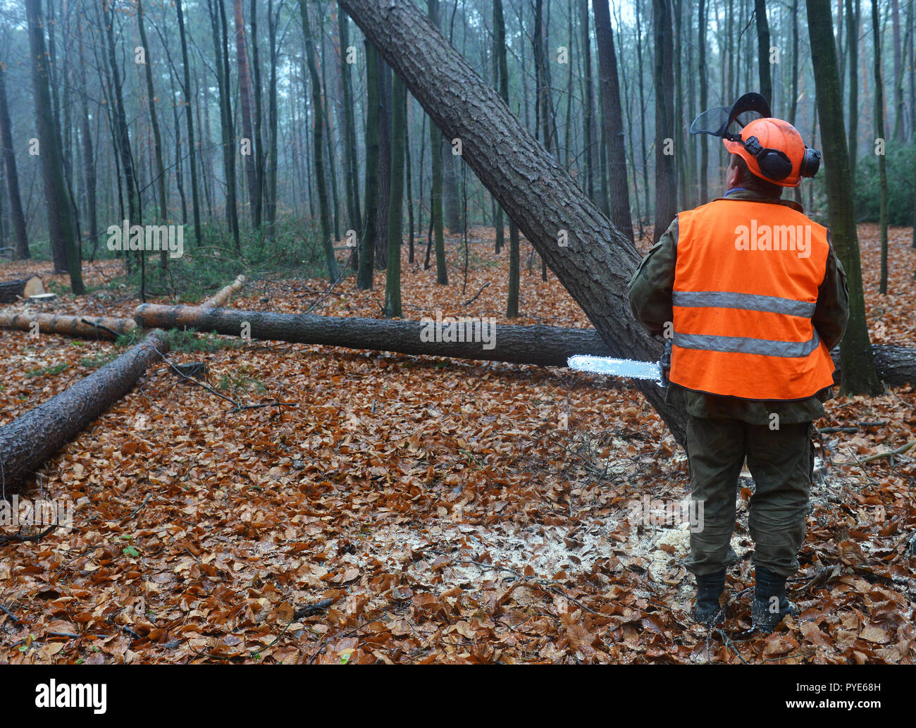 Forestry worker - lumberjack cutting tree Stock Photo - Alamy