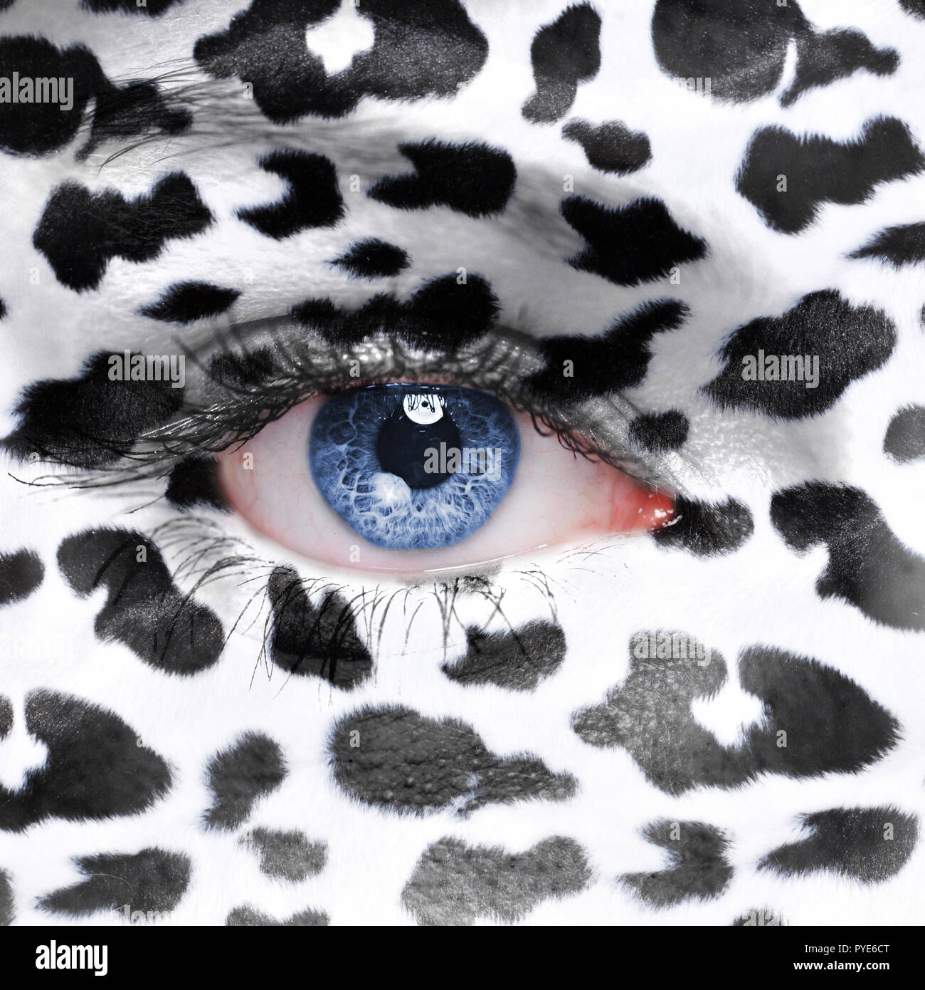 Cow pattern on human face Stock Photo - Alamy