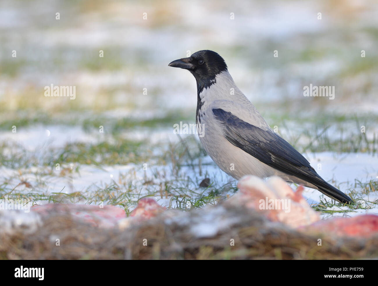 Crow eating meat hi-res stock photography and images - Alamy