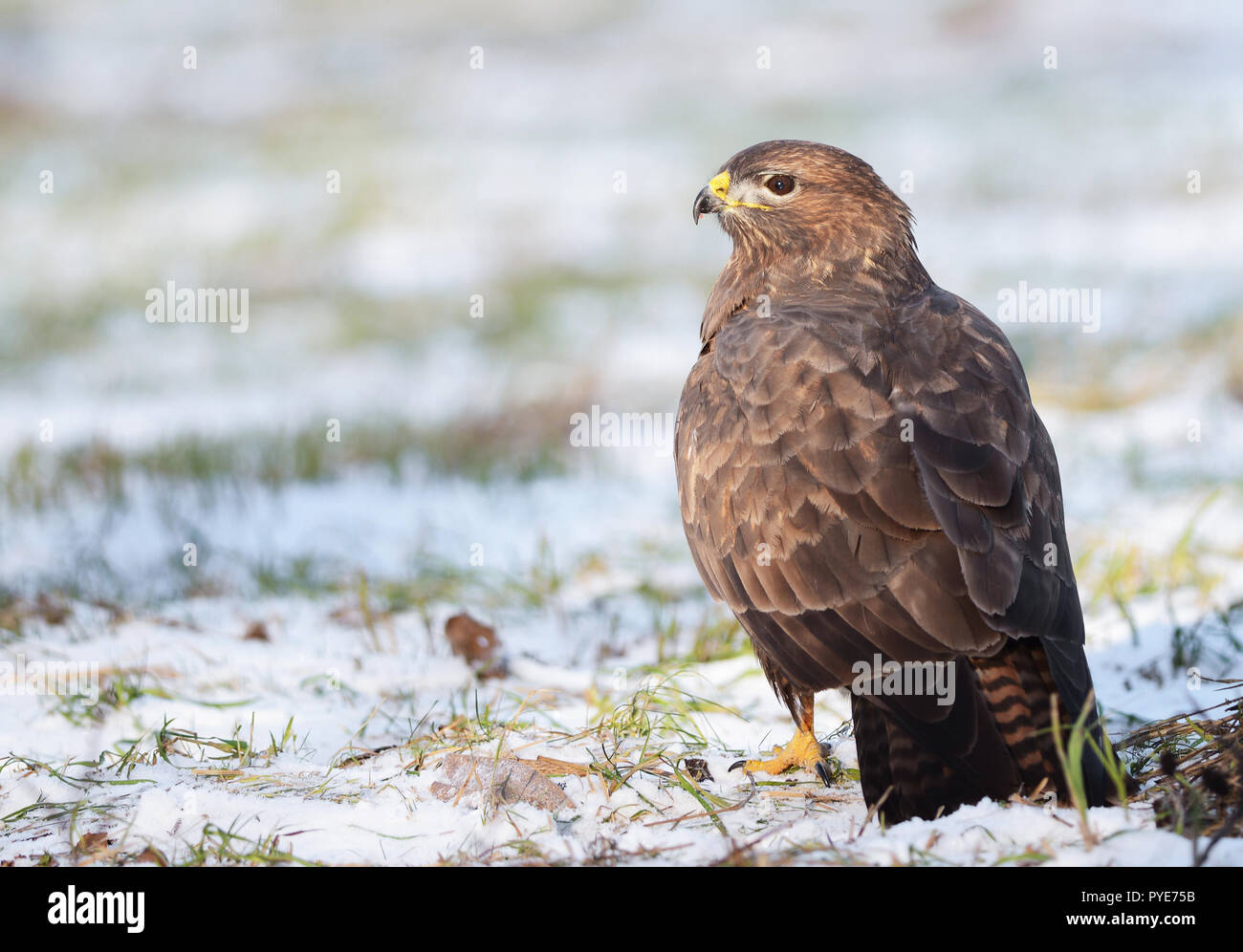 Common buzzard sitting on the winter ground Stock Photo - Alamy