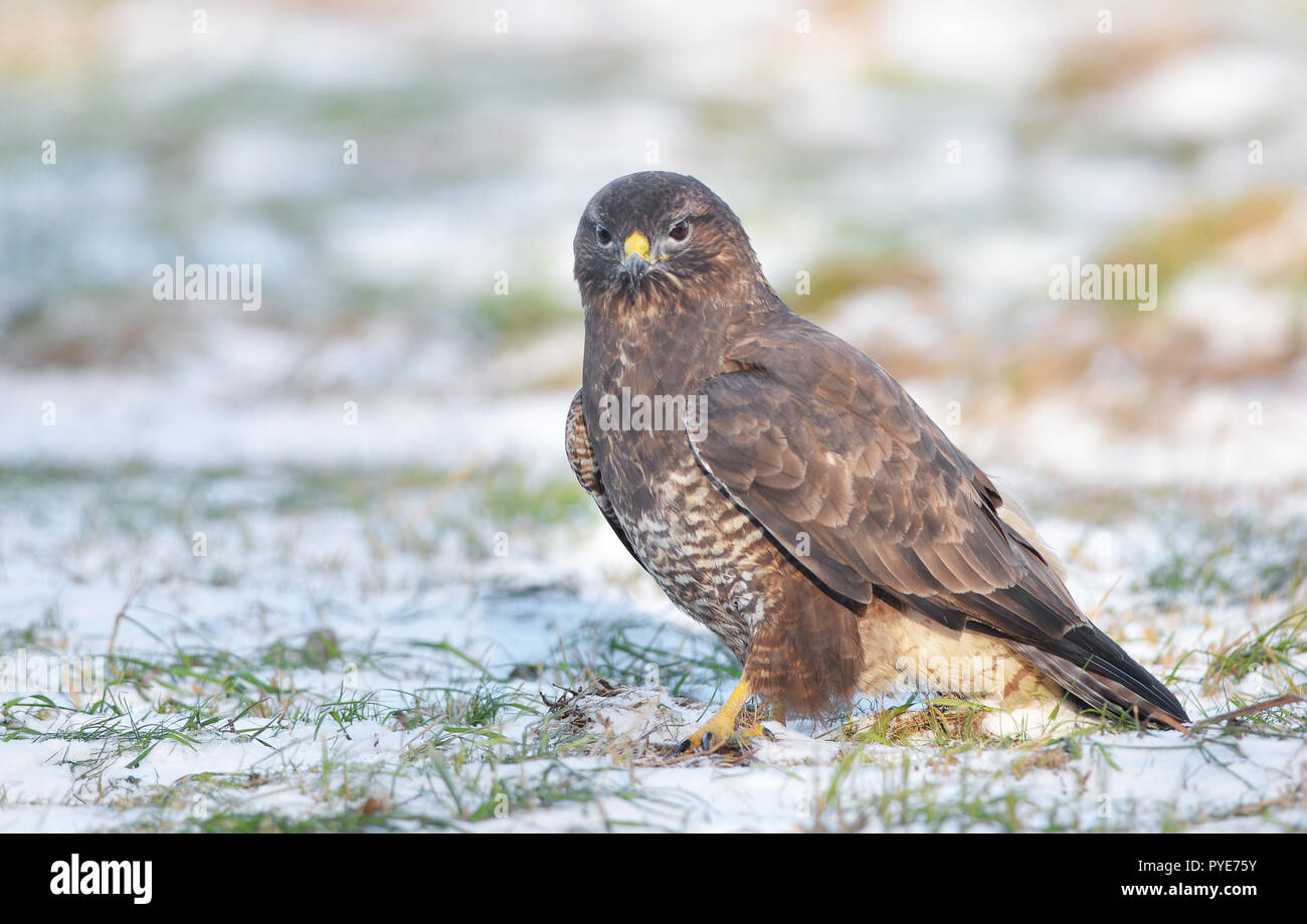 Common buzzard sitting on the winter ground Stock Photo - Alamy