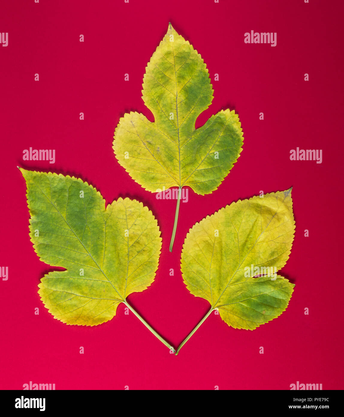 three yellow leaves of a mulberry on a red background, close up Stock ...