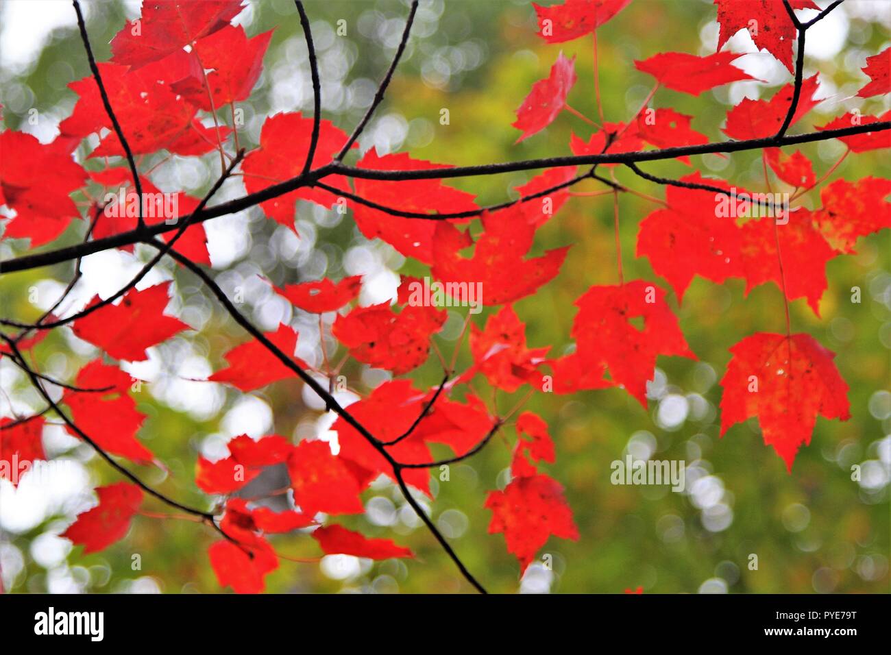 Bright red fall leaves on a tree Stock Photo - Alamy