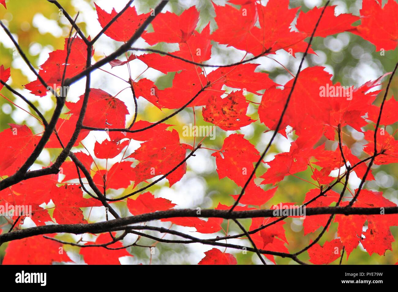 Bright red fall leaves on a tree Stock Photo - Alamy