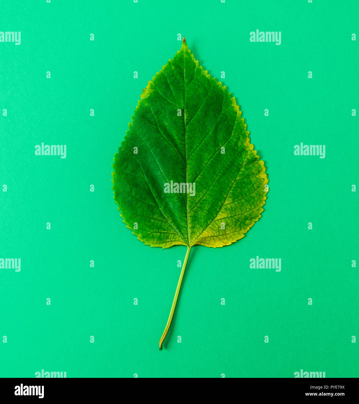 Single mulberry hi-res stock photography and images - Alamy