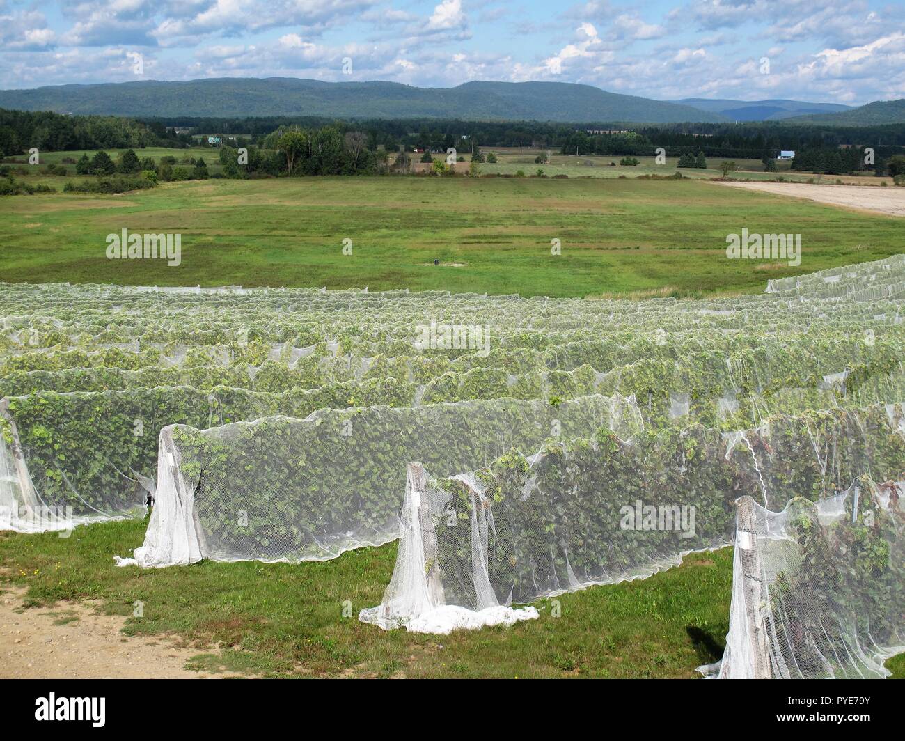 Vine netting hi-res stock photography and images - Alamy