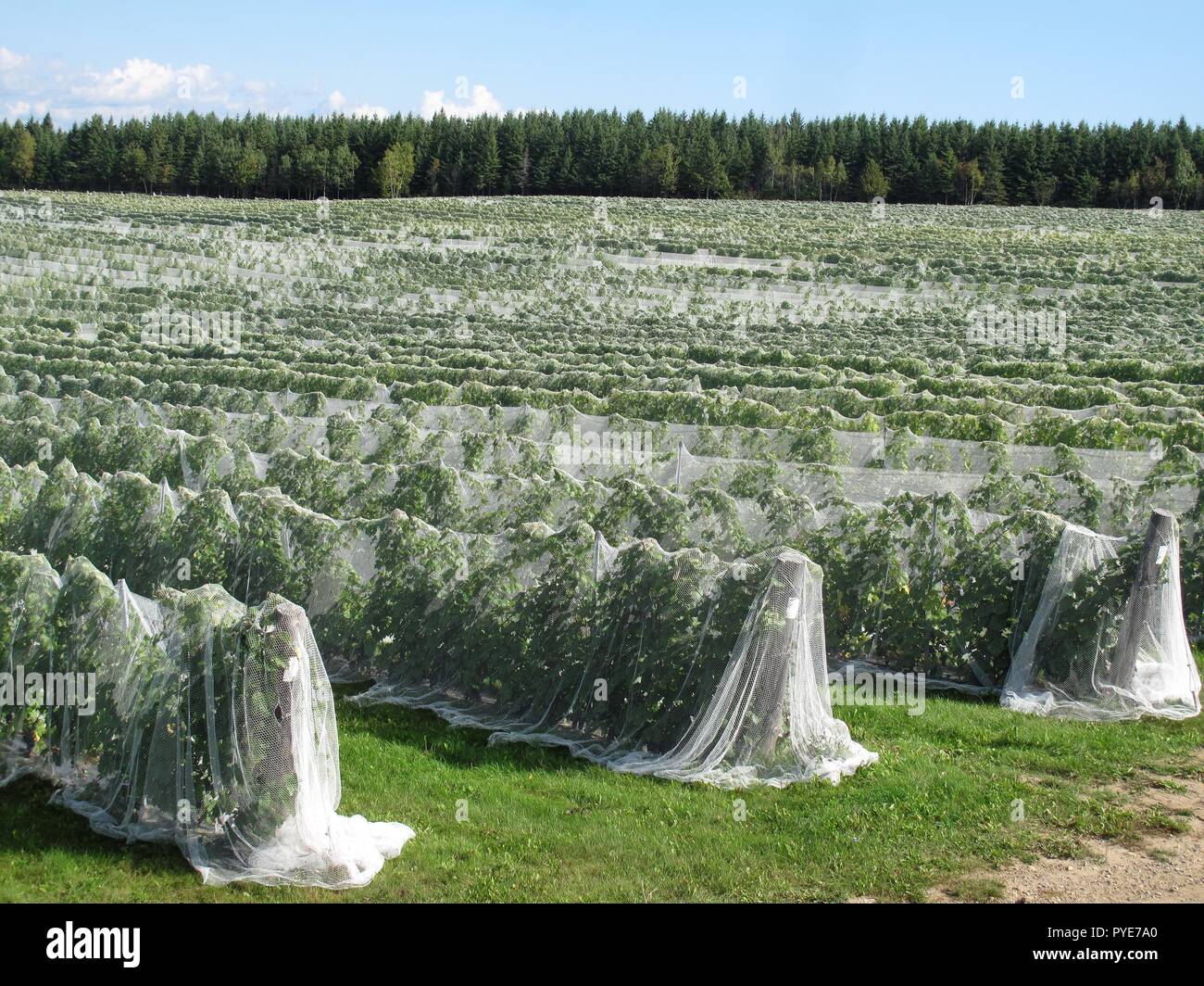Vine netting hi-res stock photography and images - Alamy