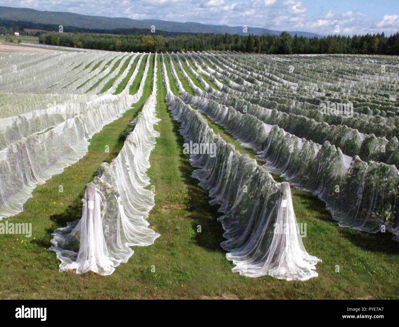 Agriculture netting hi-res stock photography and images - Alamy