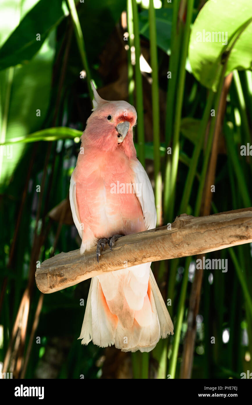 Indonesia bali palm cockatoo hi-res stock photography and images - Alamy